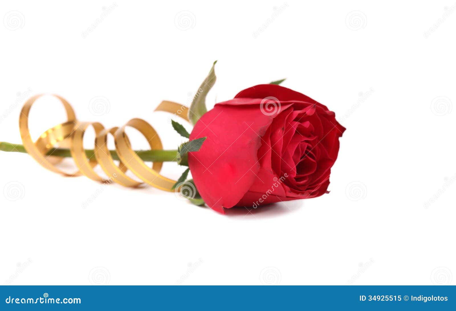 Red Rose and Golden Streamer. Stock Image - Image of studio, flute ...