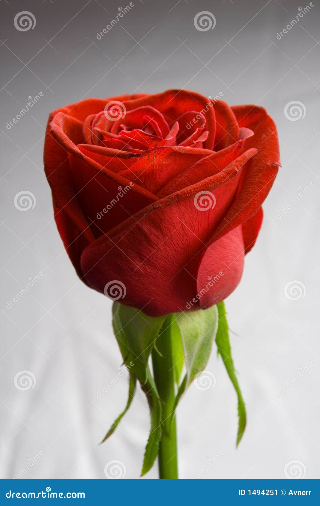 Red rose on gradient stock image. Image of background - 1494251