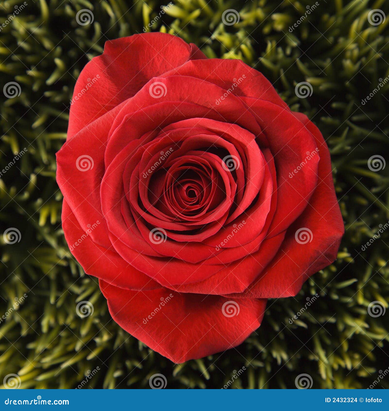 Red rose in grass. stock photo. Image of affection, rosa - 2432324