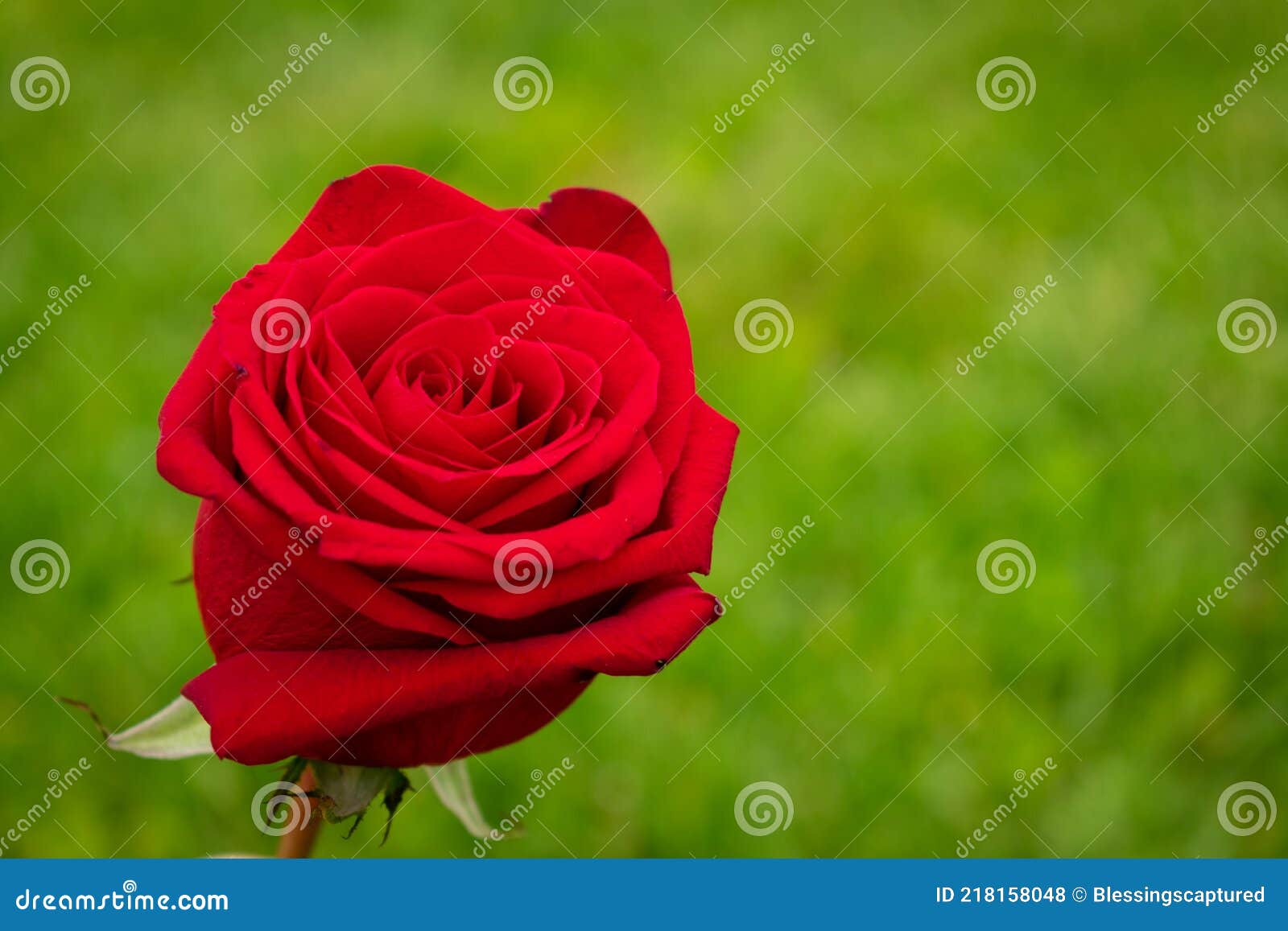 A Red Rose with Grass Background Stock Photo - Image of close, petals ...