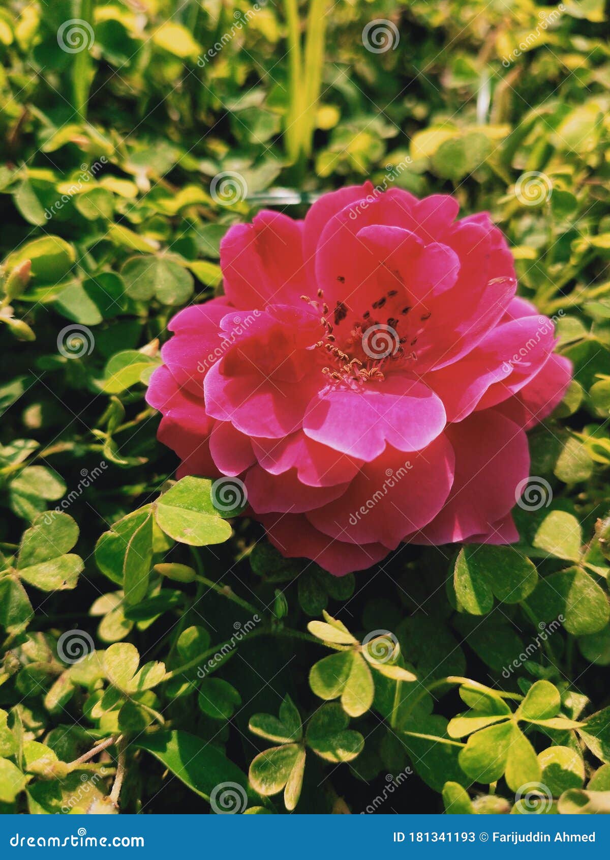 Red Rose on Grass Beautiful Light Stock Image - Image of hair, head ...