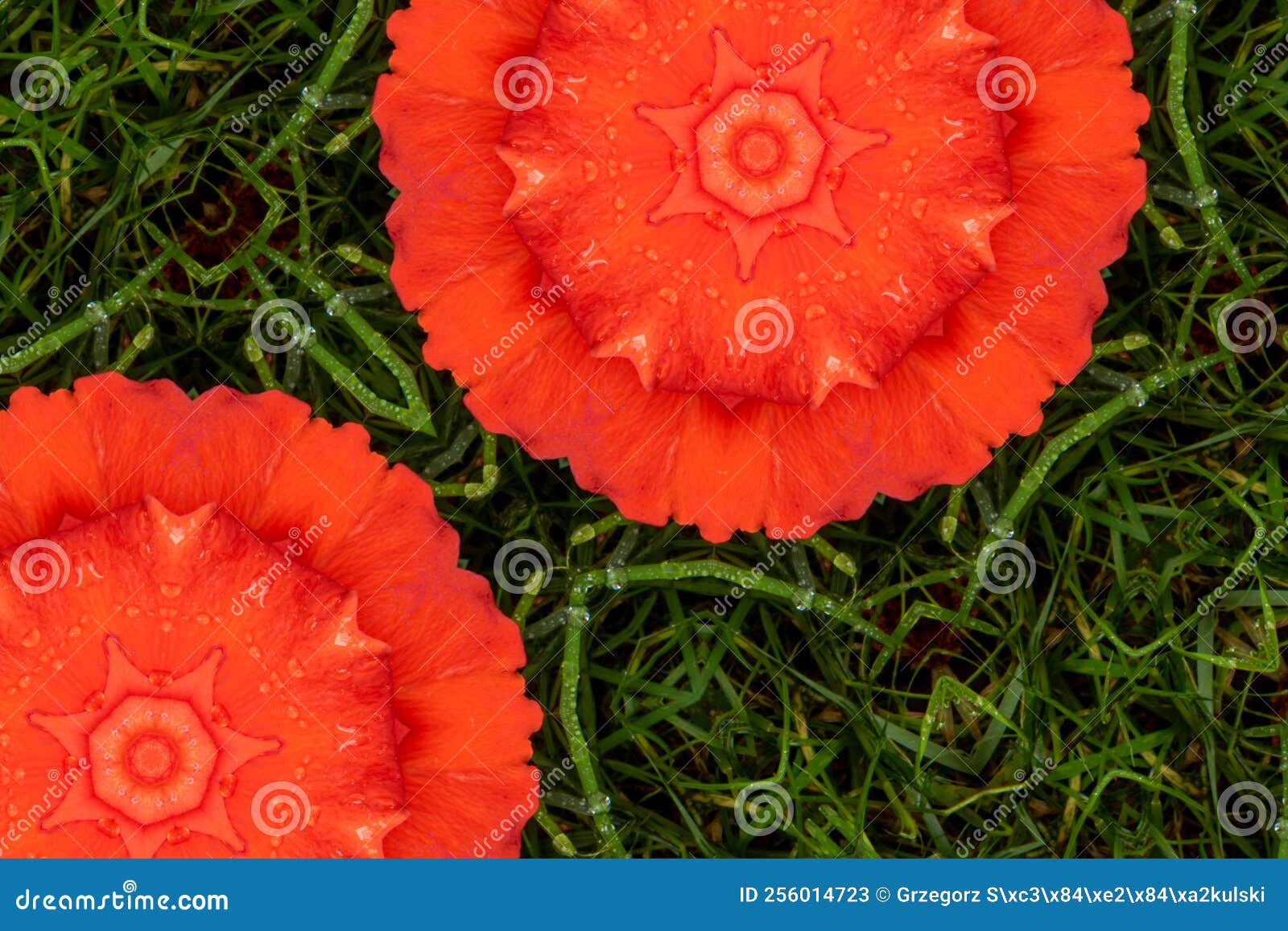 A red rose on the grass stock image. Image of colorful - 256014723