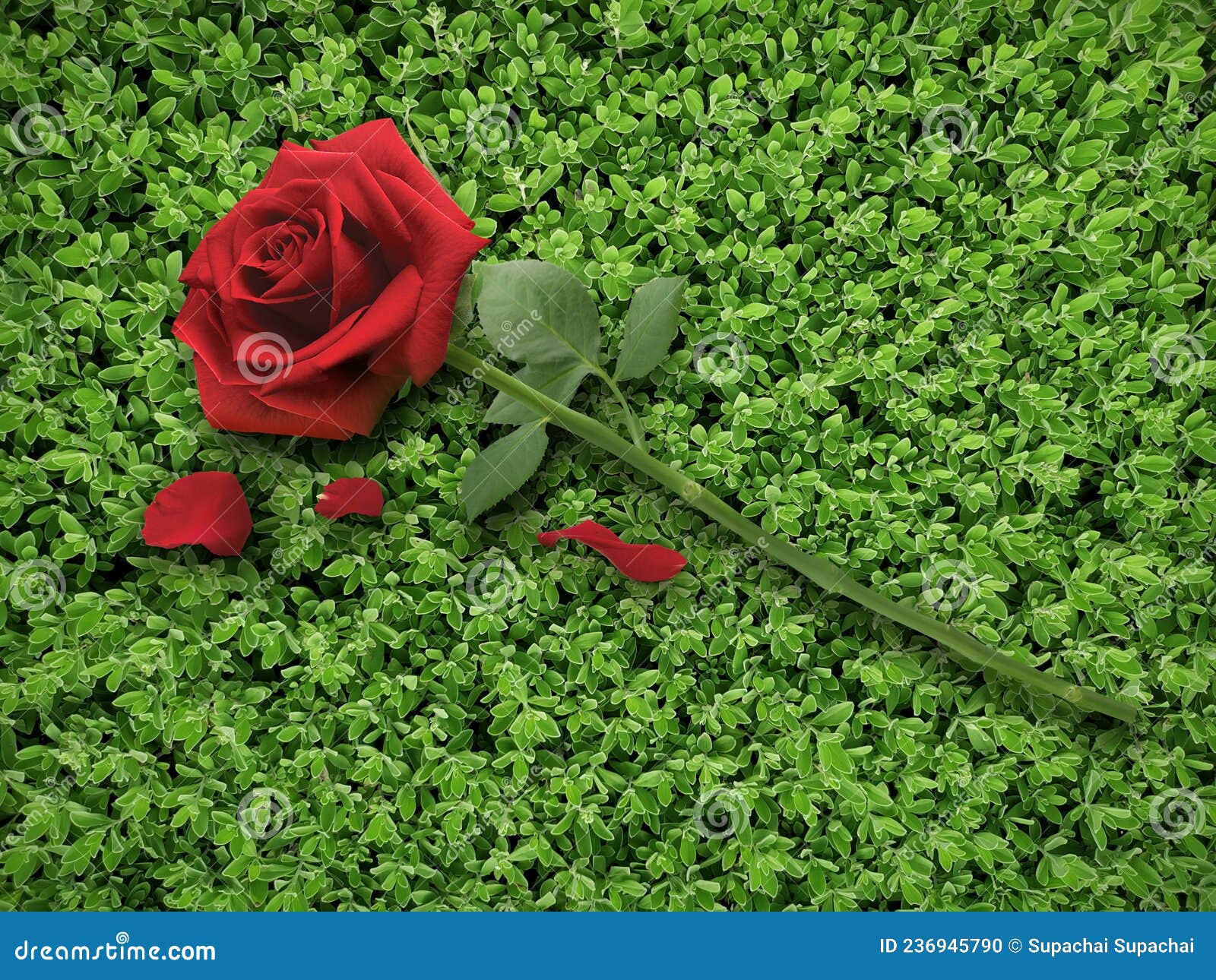 Red Rose on Grass Wall Texture for Backdrop Design, Valentine Concept ...