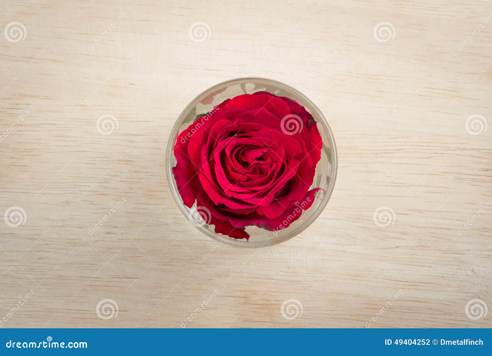 A red rose in a grass stock photo. Image of present, poster - 49404252