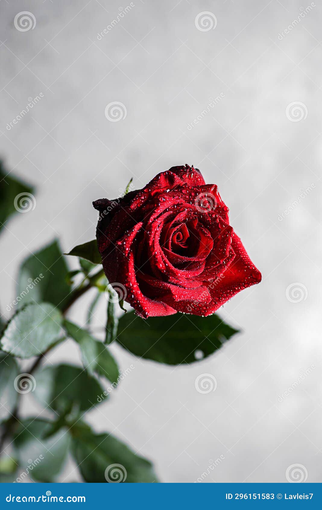 Red Rose on a Gray Background Stock Image - Image of celebration ...