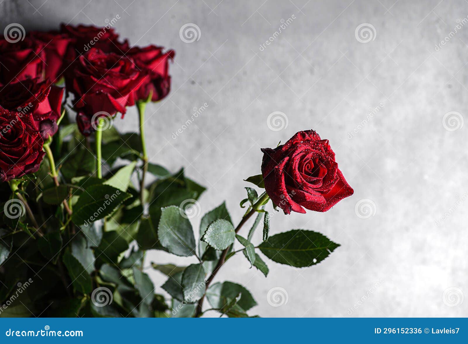 Red Rose on a Gray Background Stock Photo - Image of flower, gray ...