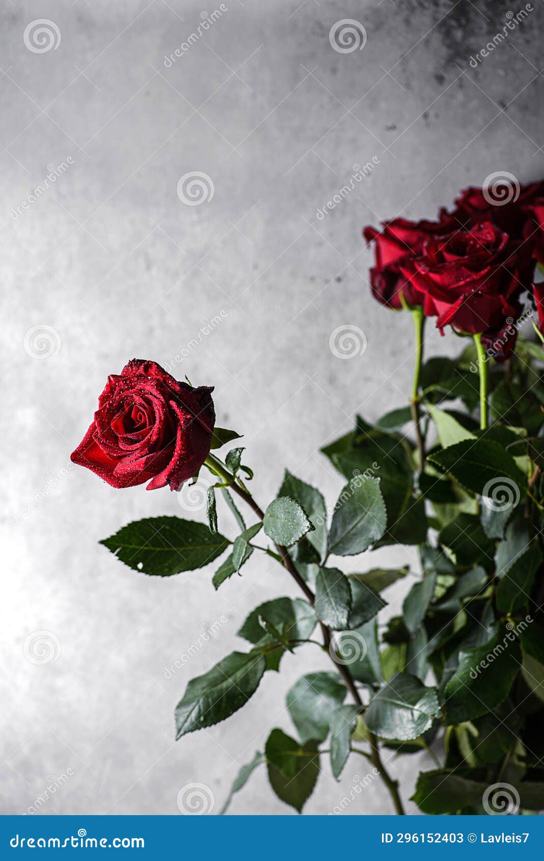 Red Rose on a Gray Background Stock Image - Image of closeup, flower ...