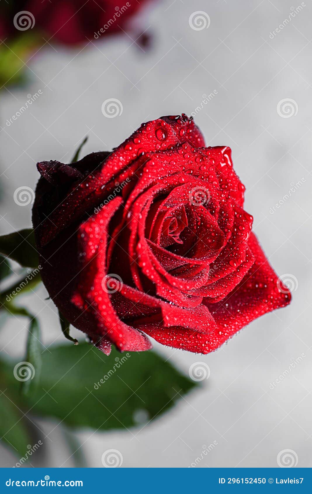 Red Rose on a Gray Background Stock Photo - Image of anniversary ...