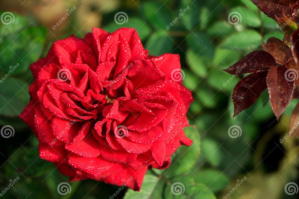 Red Rose with Green Background Stock Photo - Image of fine, closeup ...