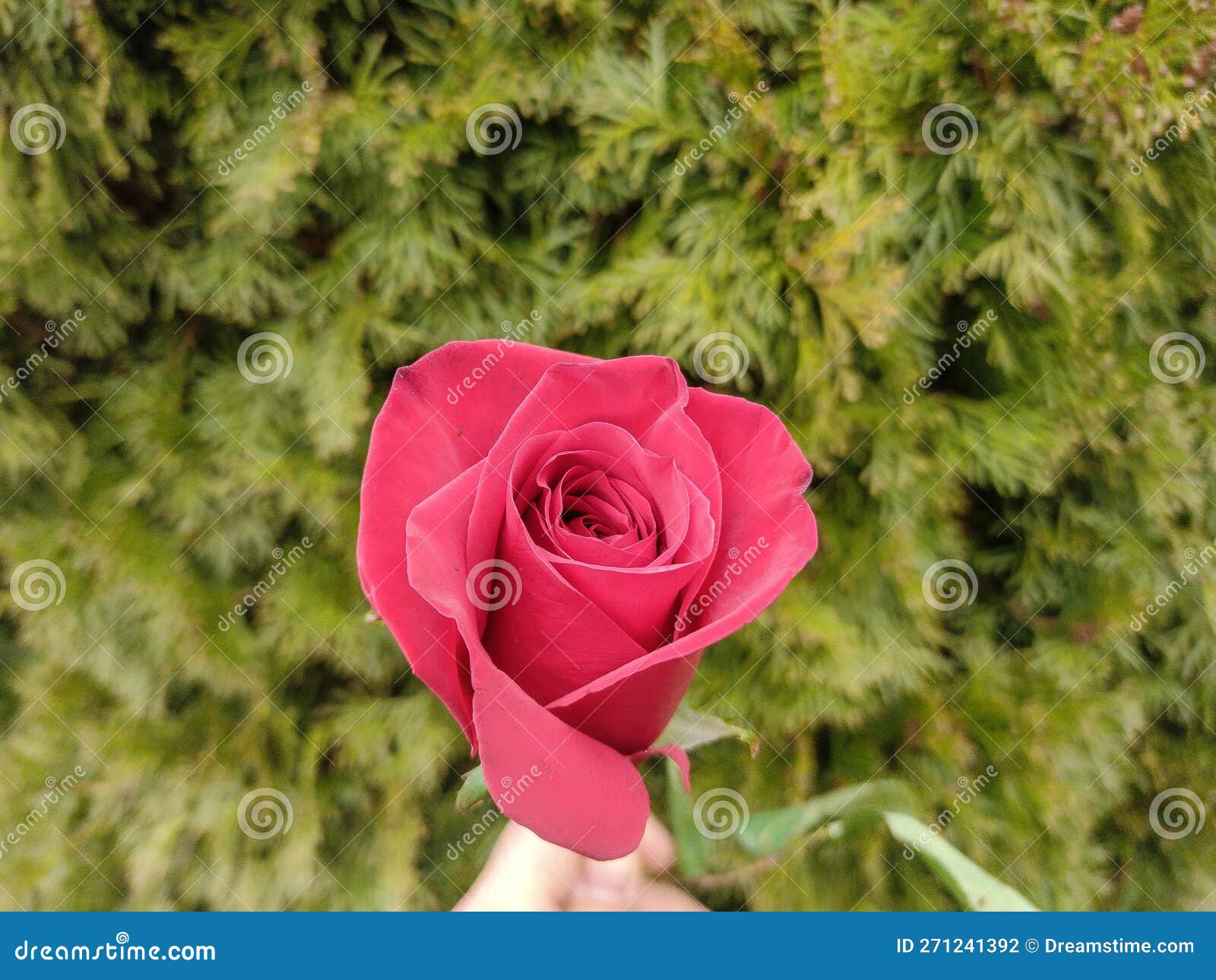 Red Rose on a Green Background Stock Photo - Image of beautiful, macro ...