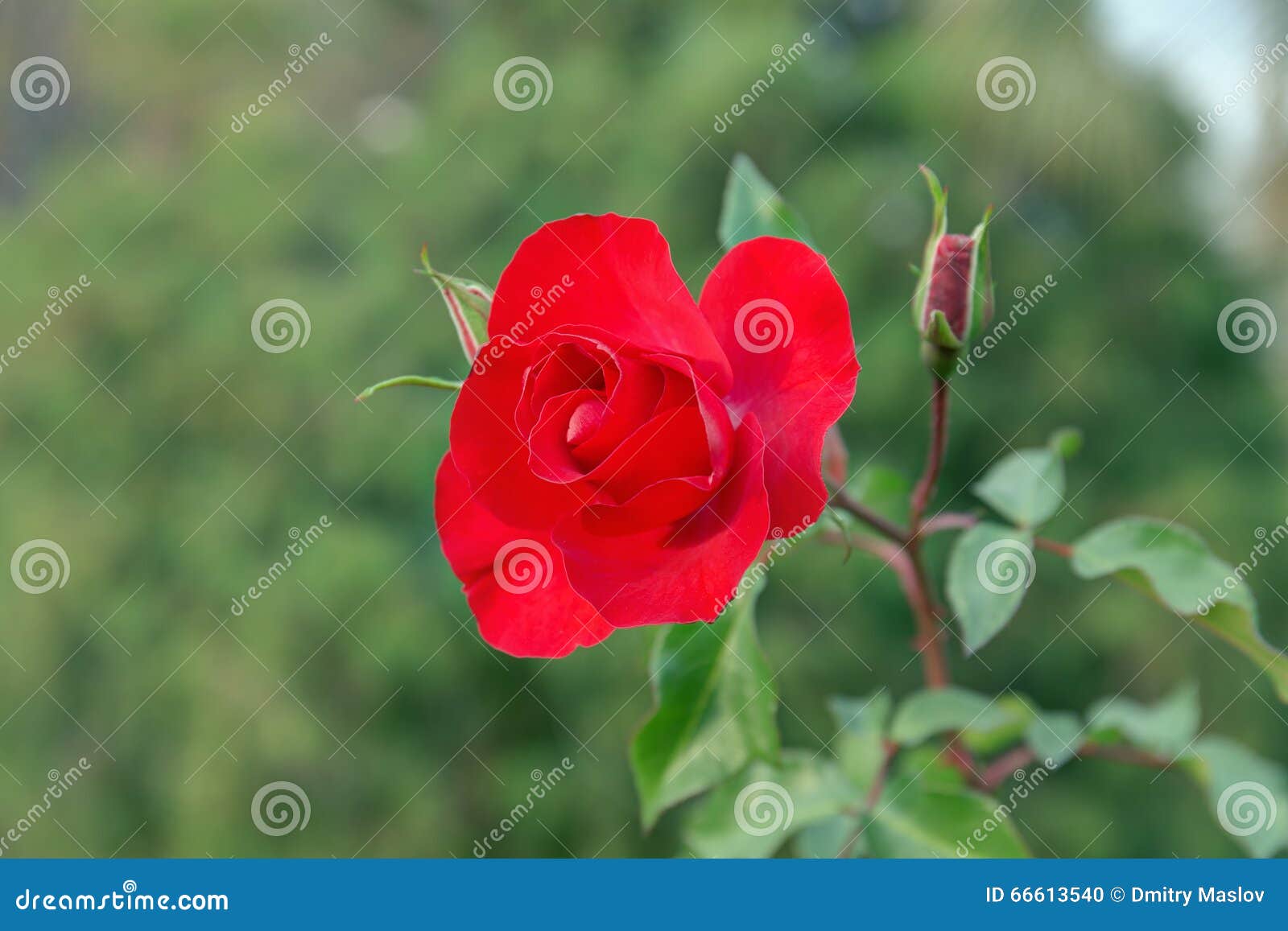 Red Rose on a Green Background Stock Photo - Image of bush, green: 66613540