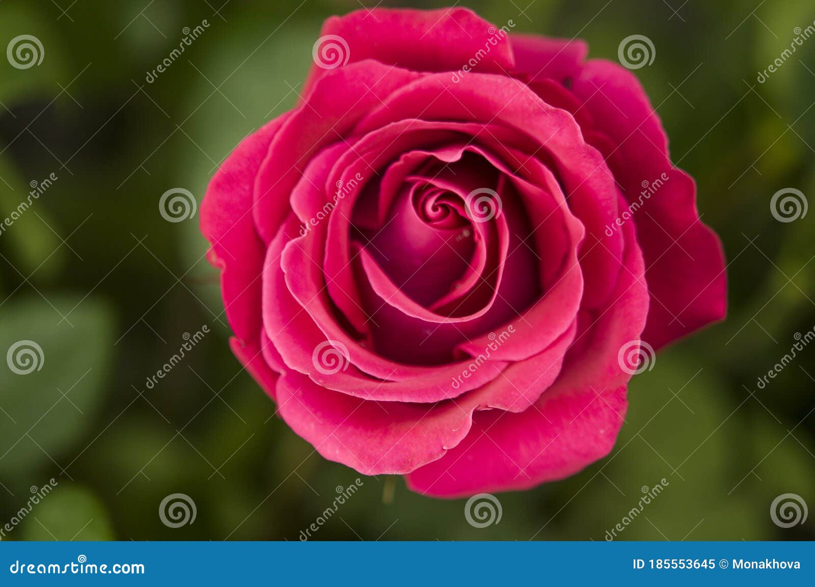 Red Rose on a Green Background Stock Image - Image of blooming ...