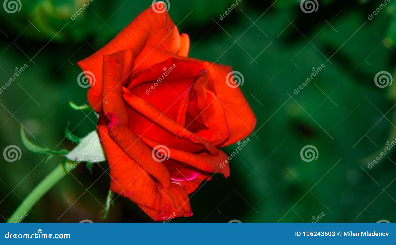 A Red Rose on Green Background Stock Image - Image of green, color ...