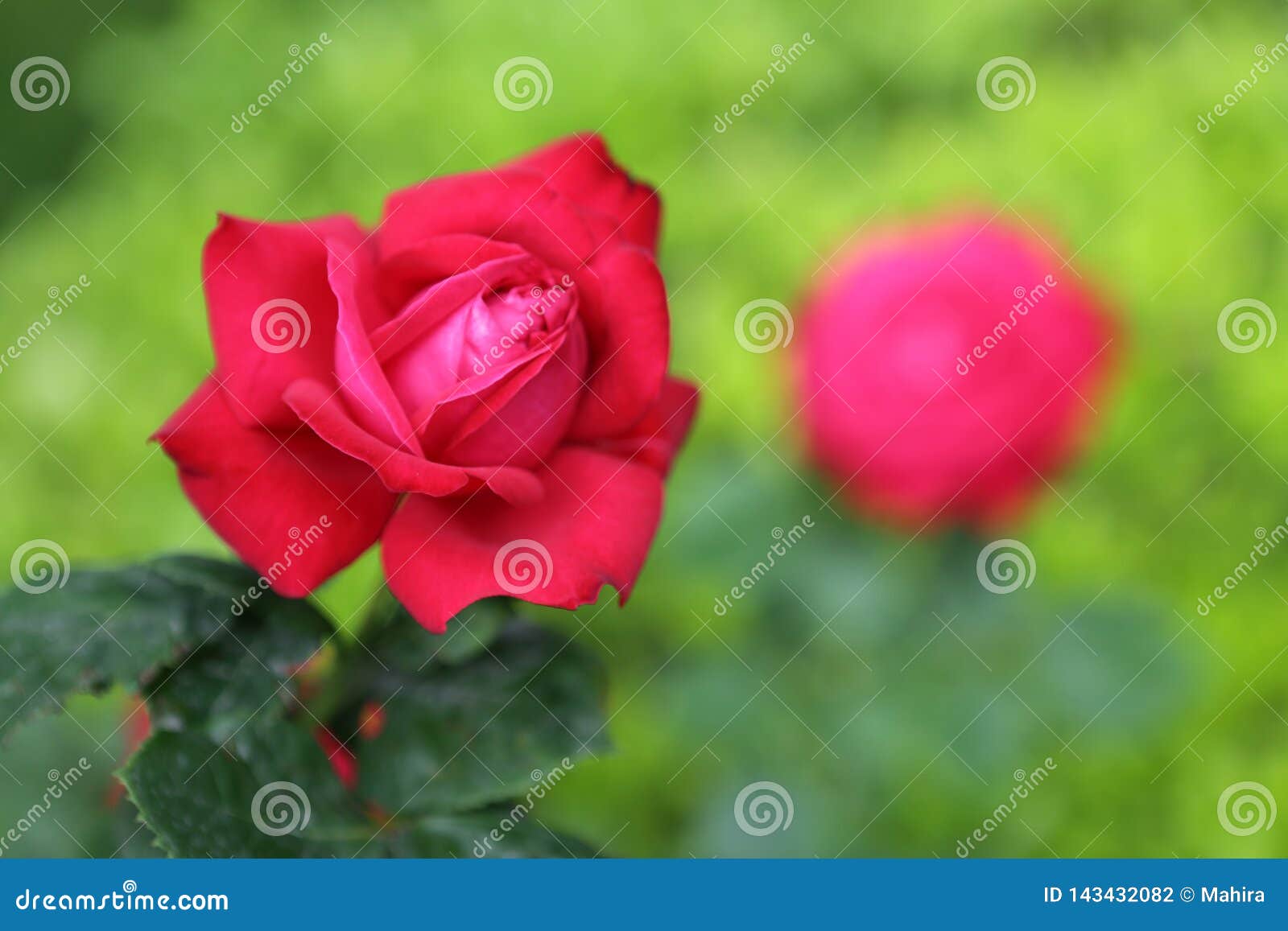 Red Rose on Green Background Stock Photo - Image of gift, love: 143432082