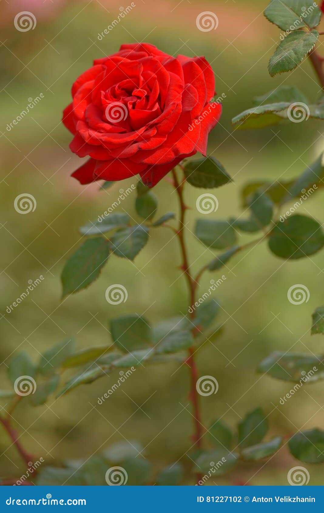 Red Rose on Green Background Stock Photo - Image of blur, floral: 81227102