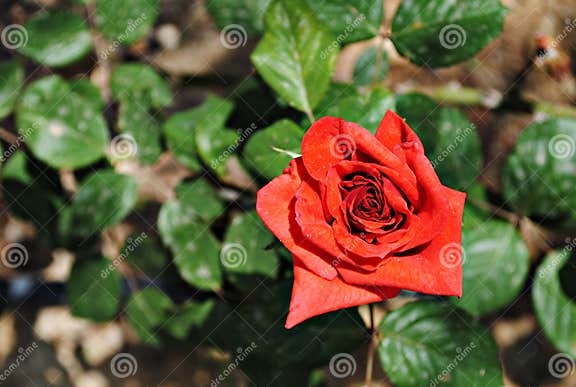 Red Rose stock photo. Image of calming, reddish, plant - 69123146