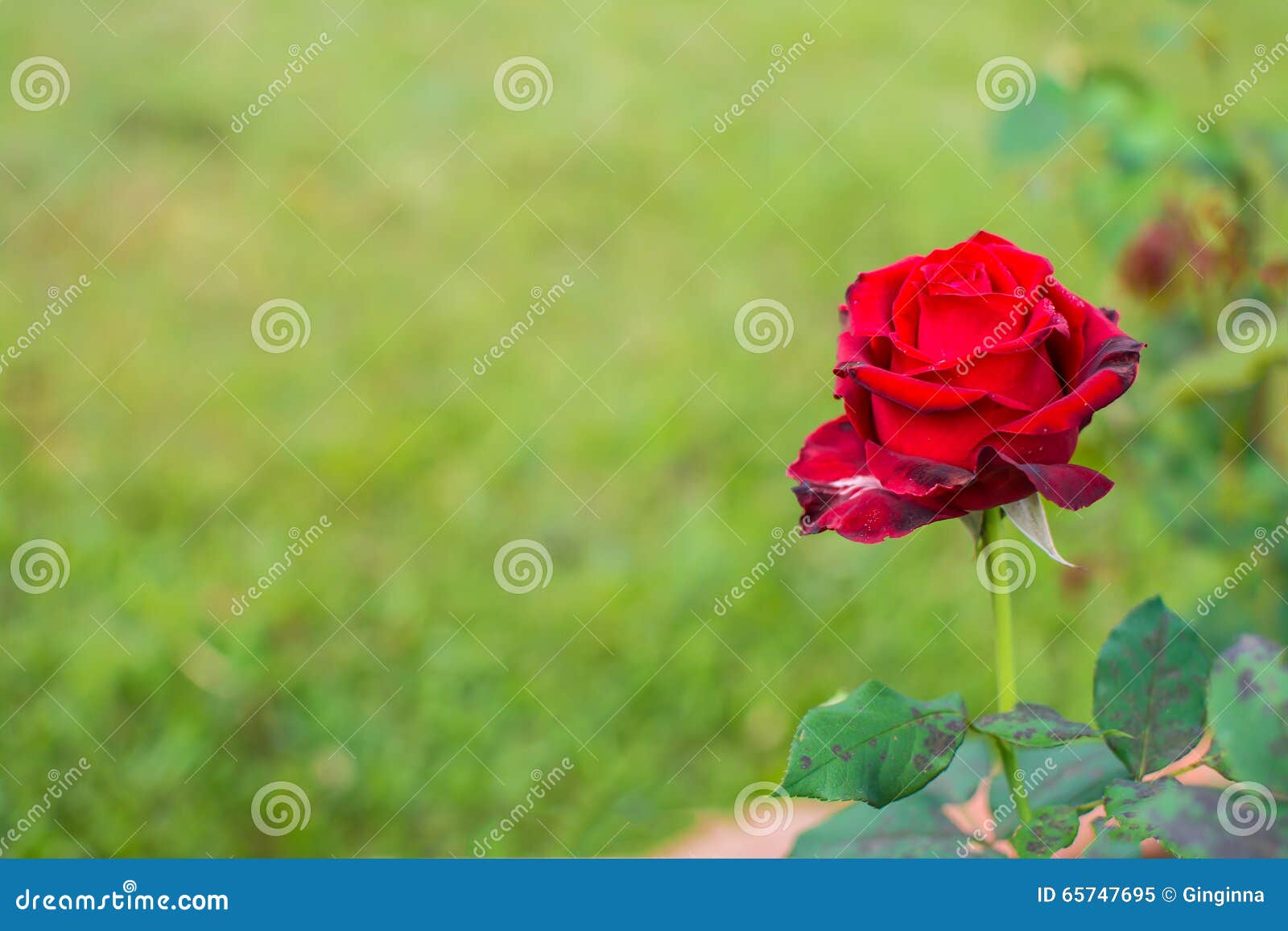 Red rose and green grass stock image. Image of green - 65747695