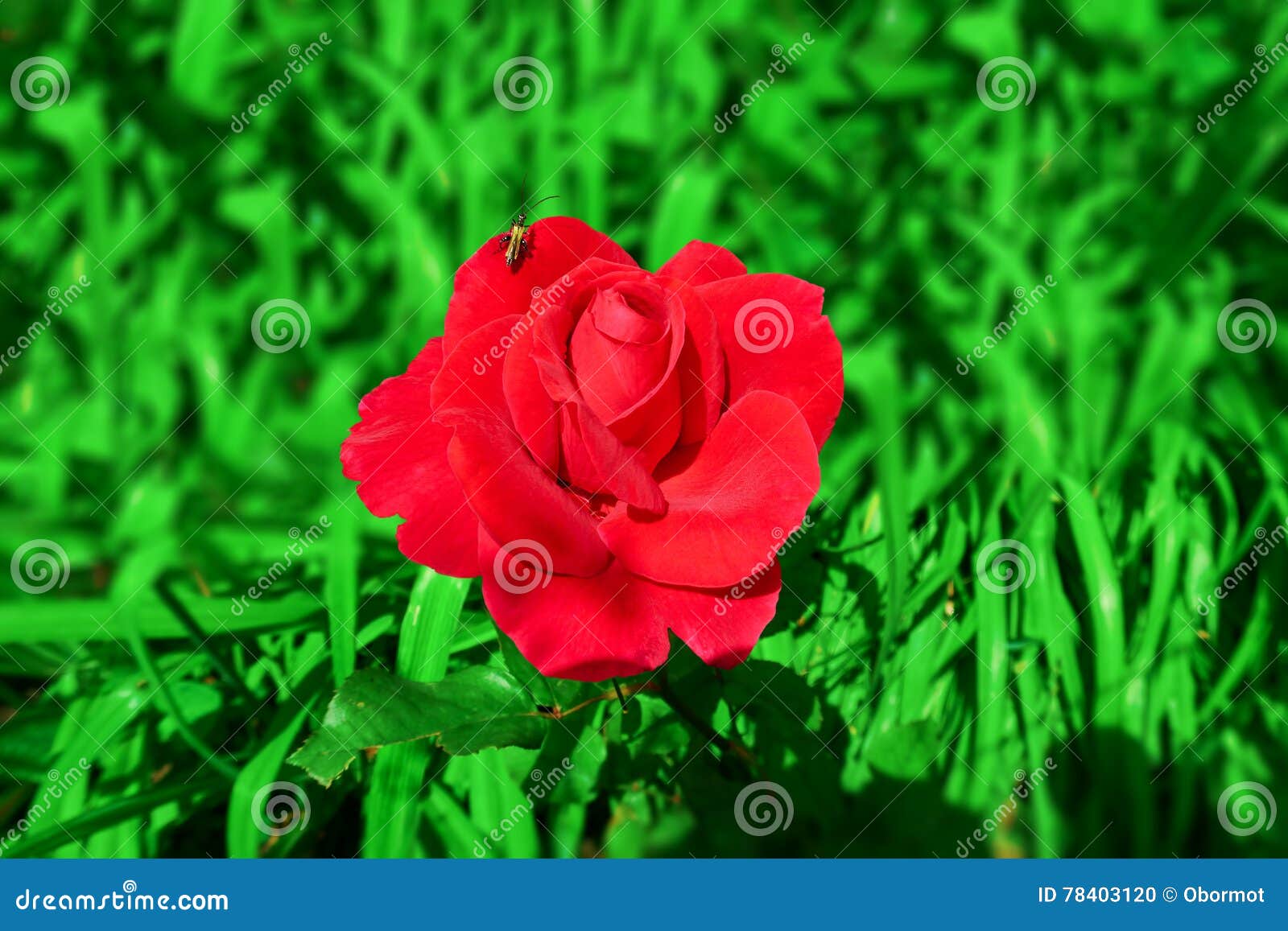Red rose in green grass stock photo. Image of rose, petal - 78403120