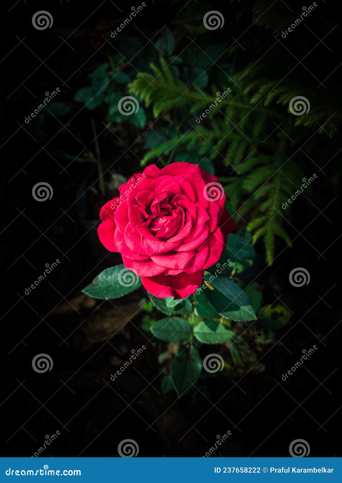Red Rose with Green Leaf in Background Stock Photo - Image of romantic ...