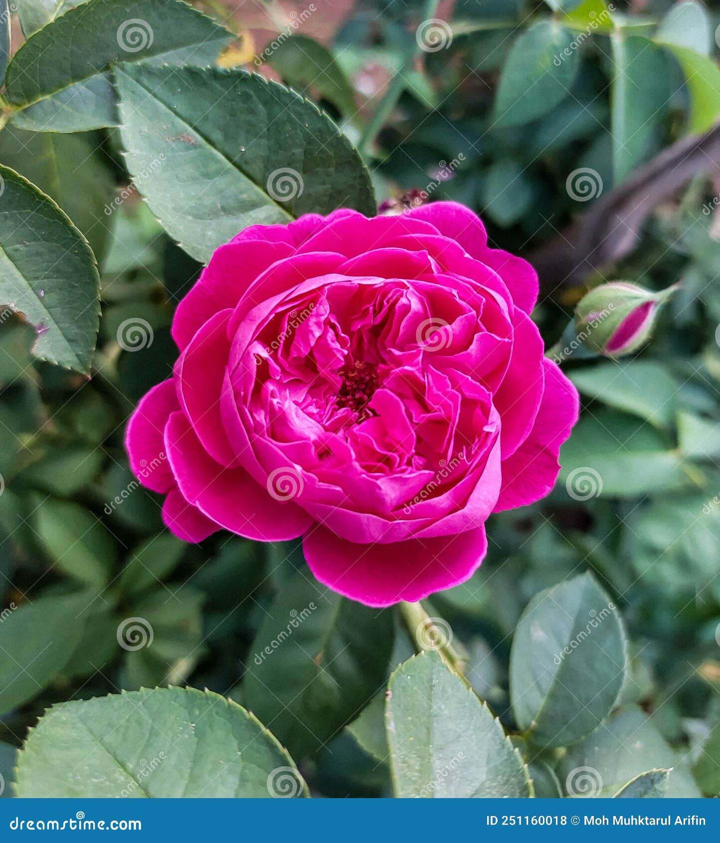 Red Rose on Green Leaf Background Stock Photo - Image of greenery, days ...