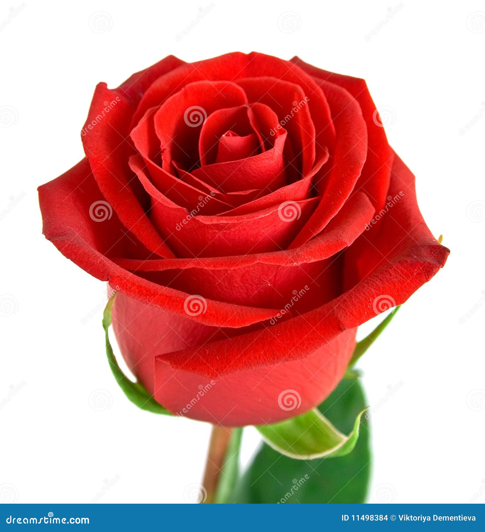 Red rose with green leaves stock photo. Image of passion - 11498384