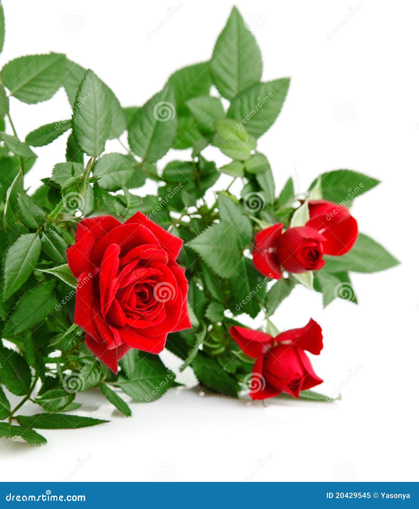 Red rose with green leaves stock image. Image of leaves - 20429545