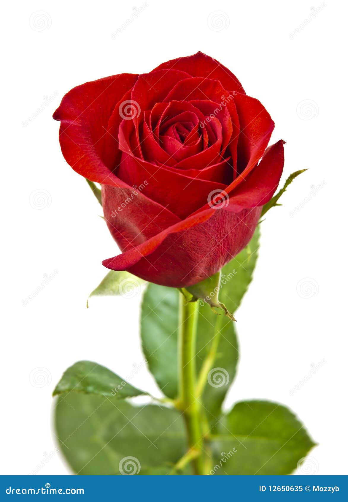 Red Rose with Green Leaves.Isolated on White. Stock Image - Image of ...