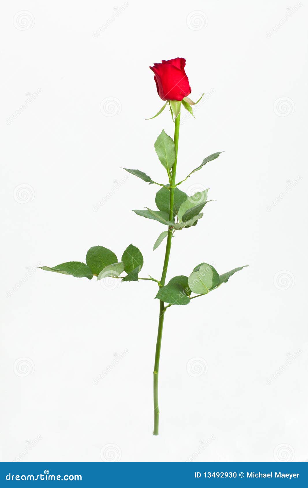 Red Rose with Green Leaves. Isolation on White Stock Photo - Image of ...