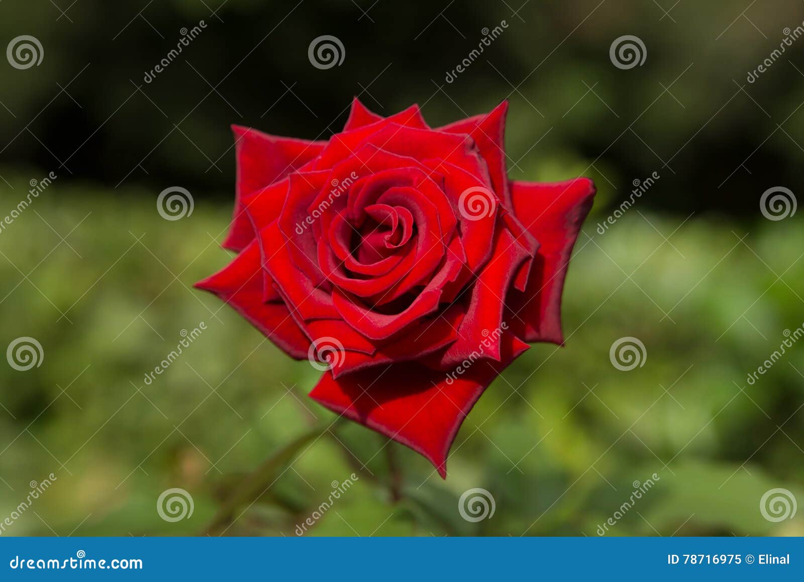 Red Rose on Green Nature Background. Outdoor Stock Image - Image of ...