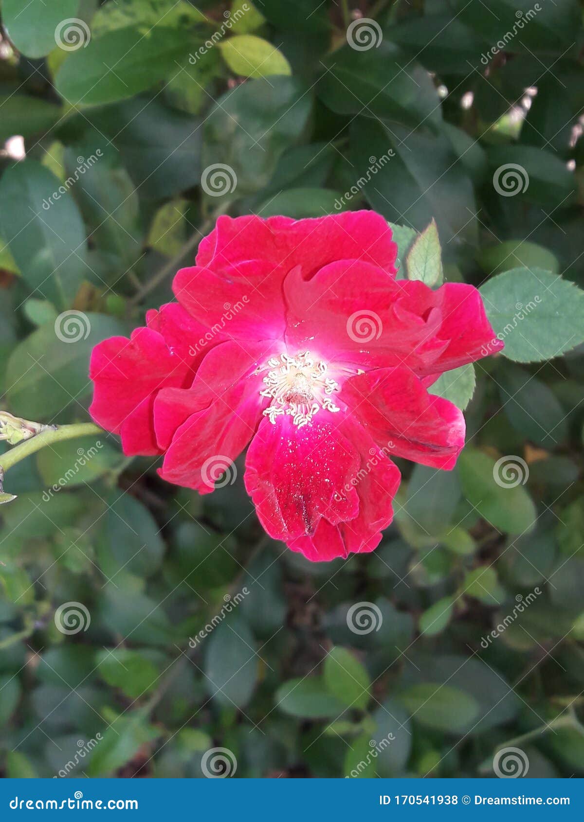 115 Green Patti Stock Photos - Free & Royalty-Free Stock Photos from ...