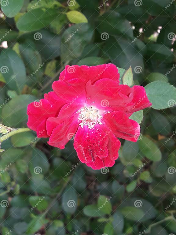 Red rose in green Patti stock photo. Image of rose, withe - 170541938