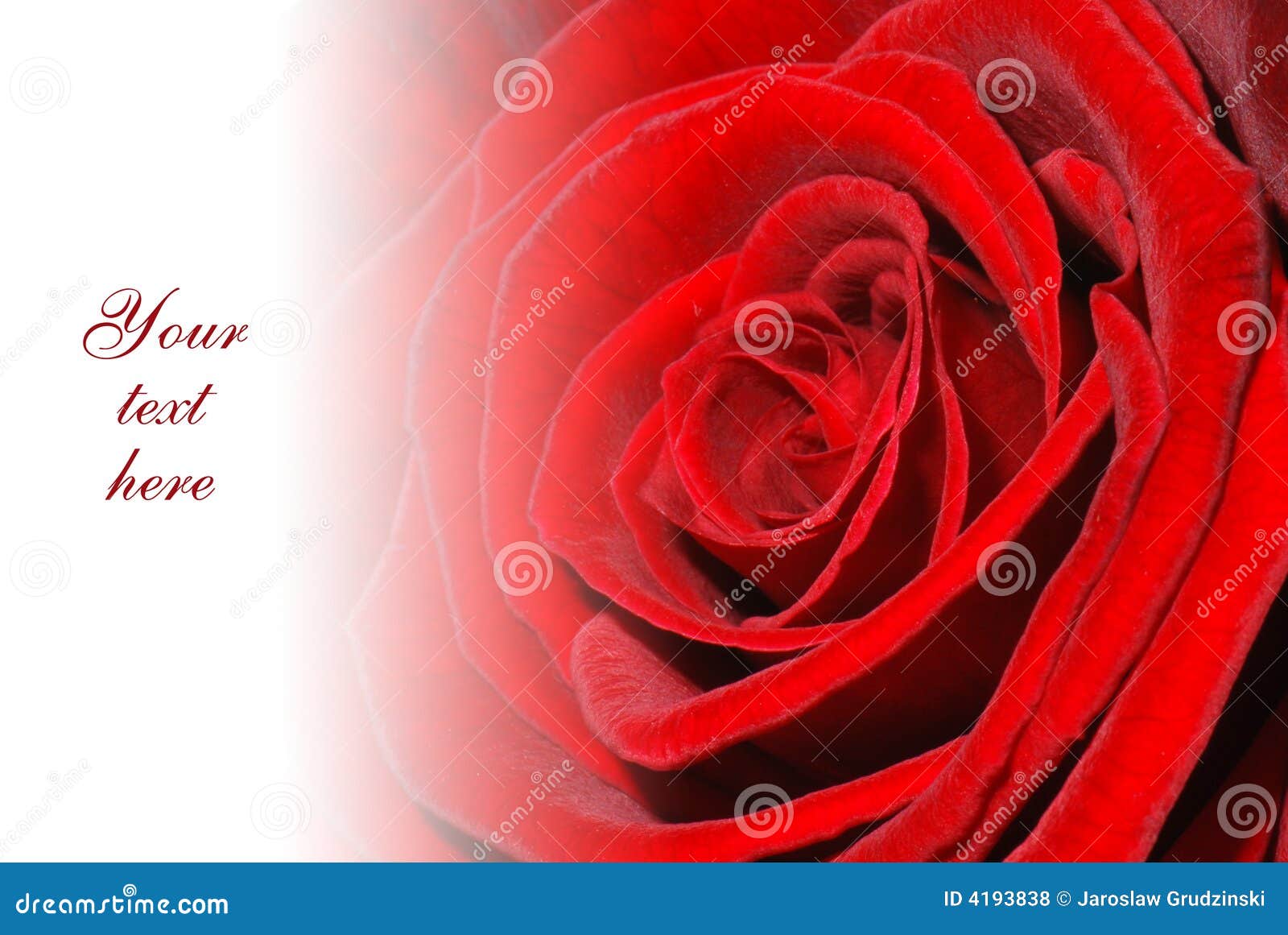 Red rose greetings card stock photo. Image of fragrant - 4193838
