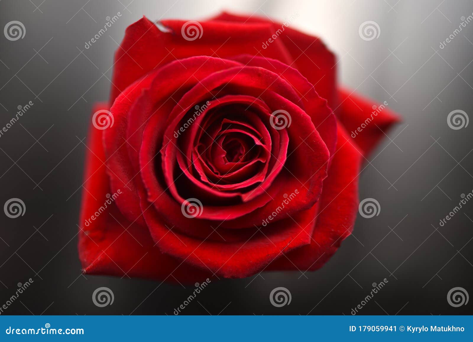 Red Rose on a Grey Background, Close Up. Blank for Postcard Red Rose on ...