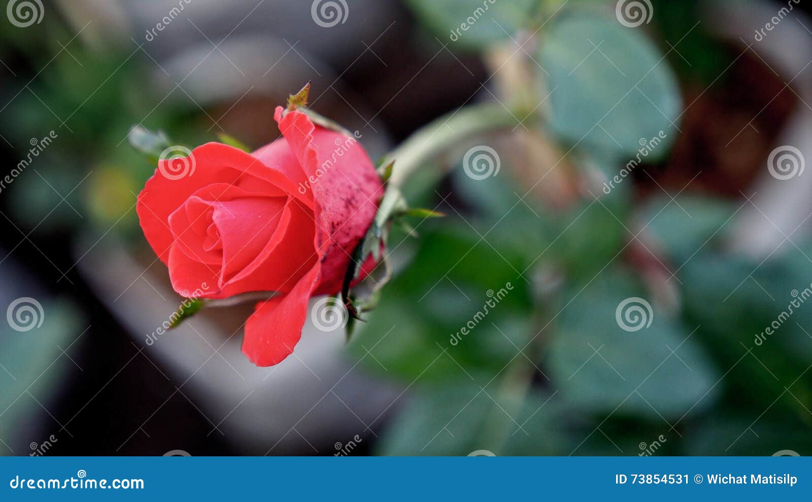 Red Rose stock image. Image of macro, grow, ground, floral - 73854531