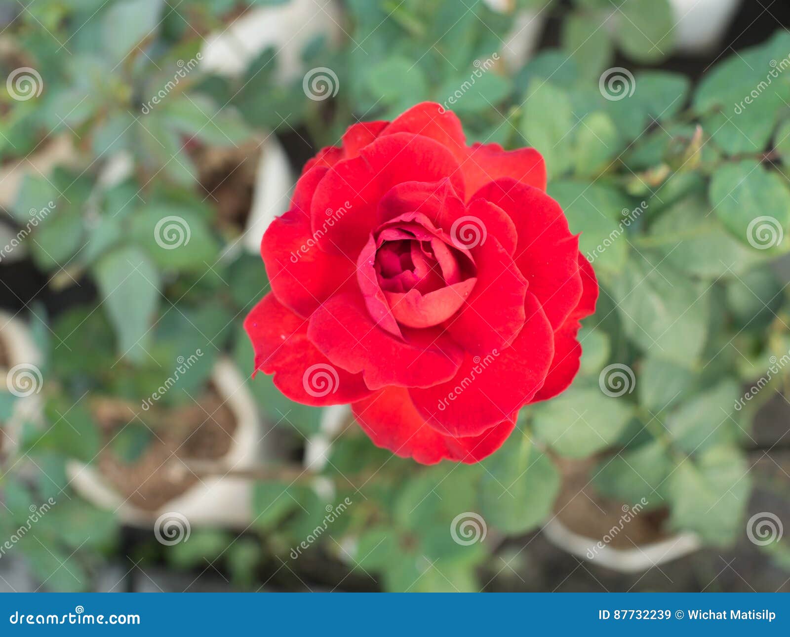 Red Rose on the Ground stock image. Image of decorative - 87732239
