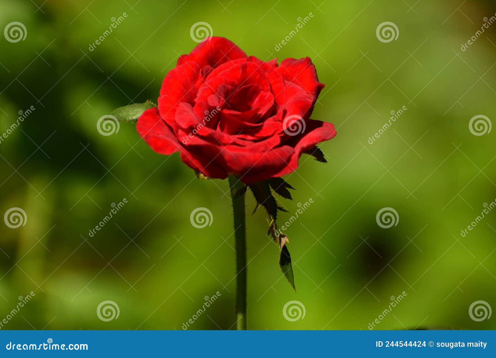 Red rose in the ground stock photo. Image of shrub, rose - 244544424