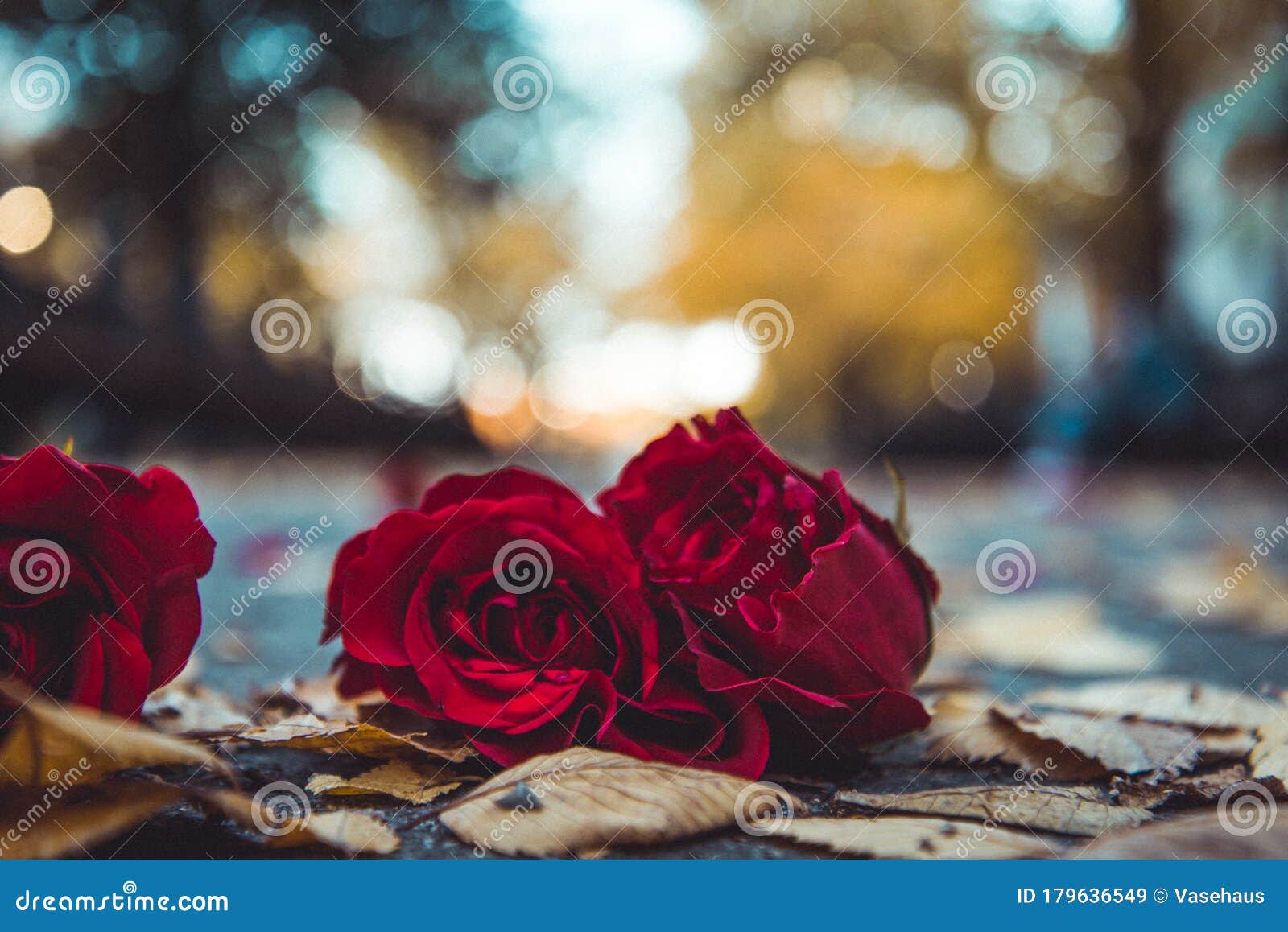 Red rose on the ground stock image. Image of blur, orange - 179636549