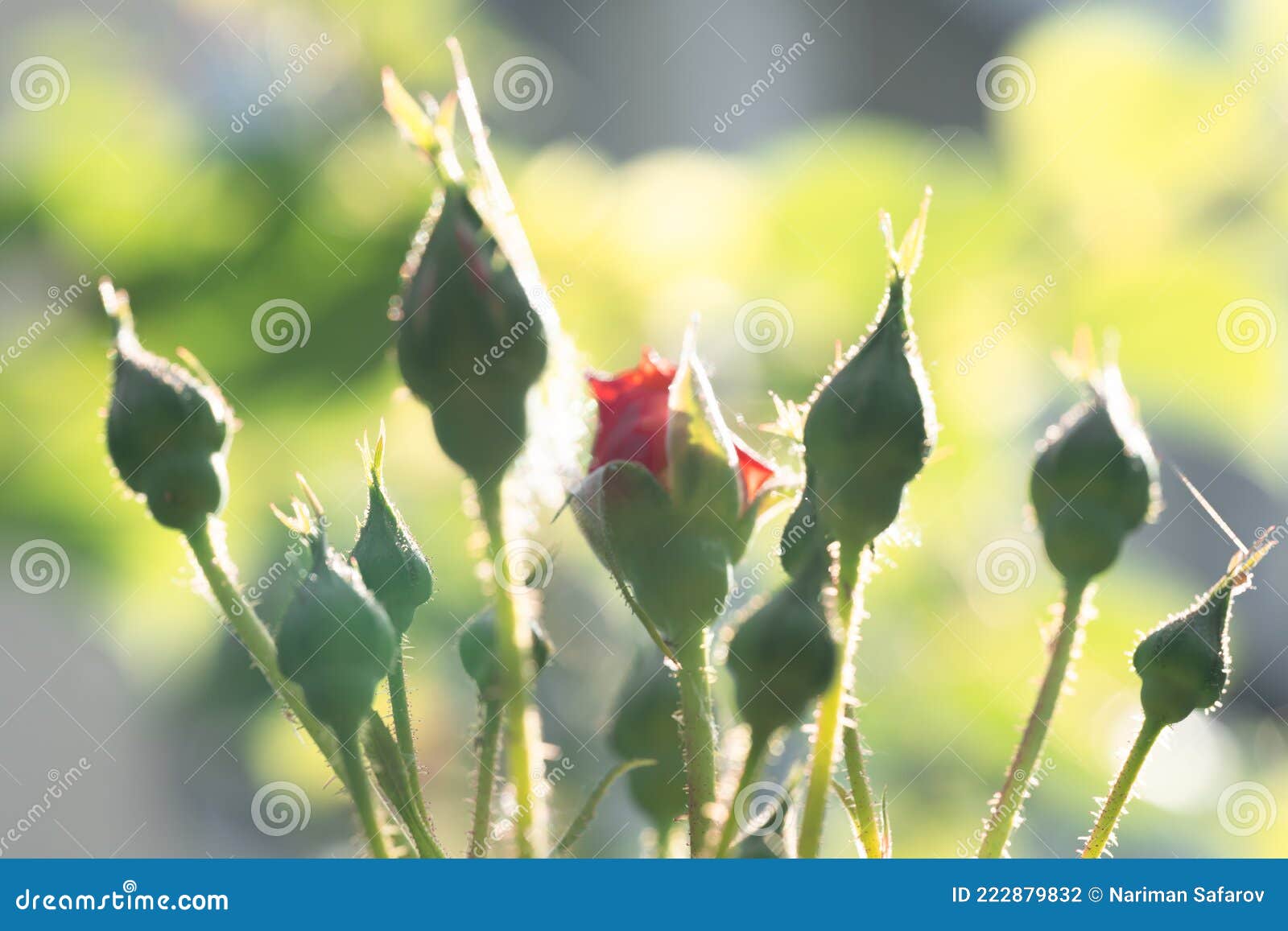 Red Rose Growing in the Garden Stock Photo - Image of summer, park ...