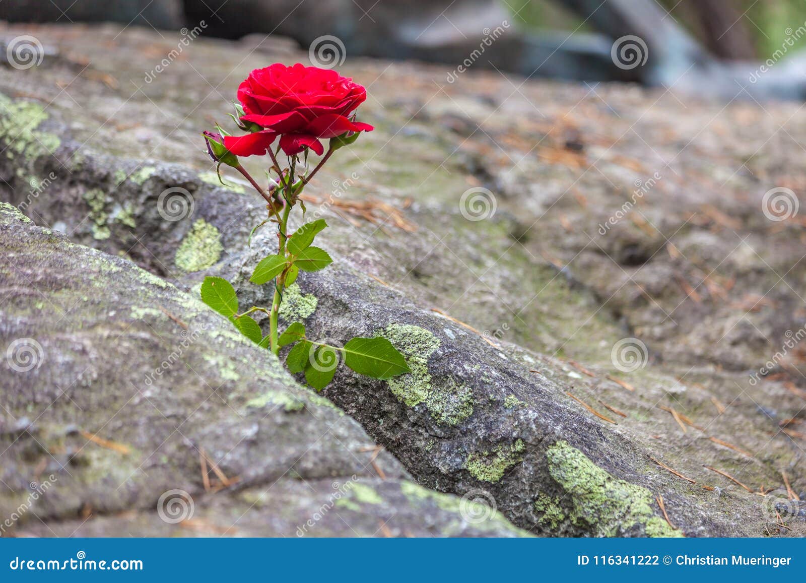 Red Rose Grows in a Crevice Stock Photo - Image of rose, strong: 116341222
