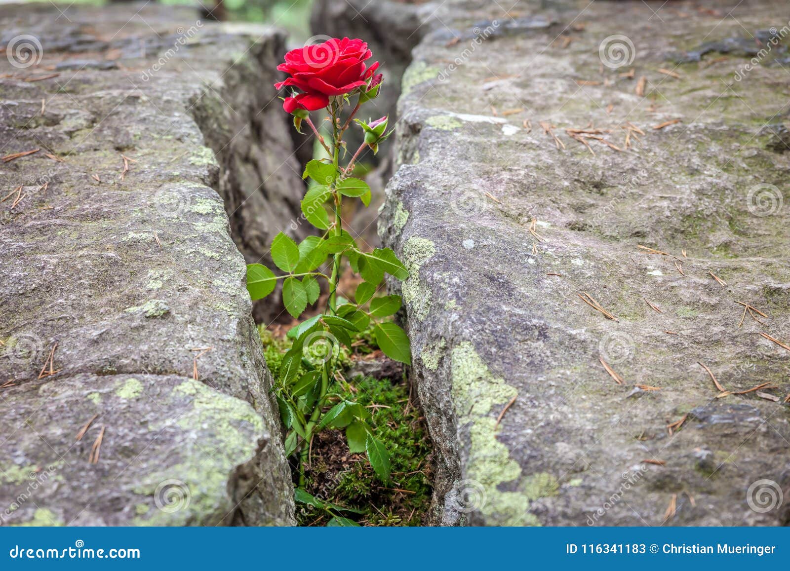 Red Rose Grows in a Crevice Stock Image - Image of plant, break: 116341183