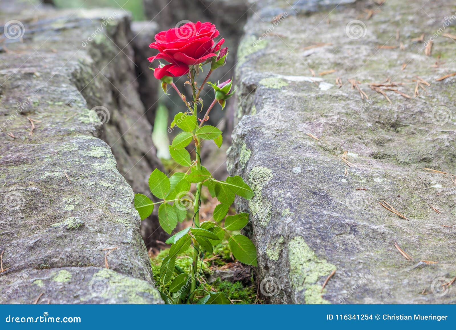Red Rose Grows in a Crevice Stock Photo - Image of grow, bloom: 116341254