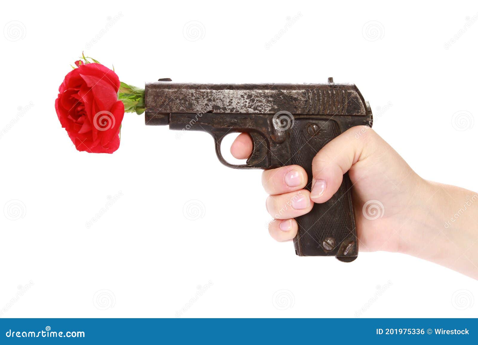 Red Rose on a Gun Isolated on a White Background Stock Photo - Image of ...
