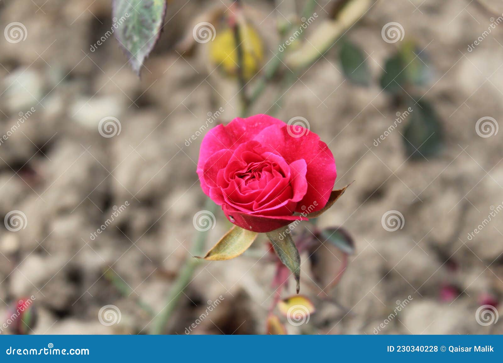 Red Rose Half Blooming in Bright Sun Light Stock Photo - Image of ...