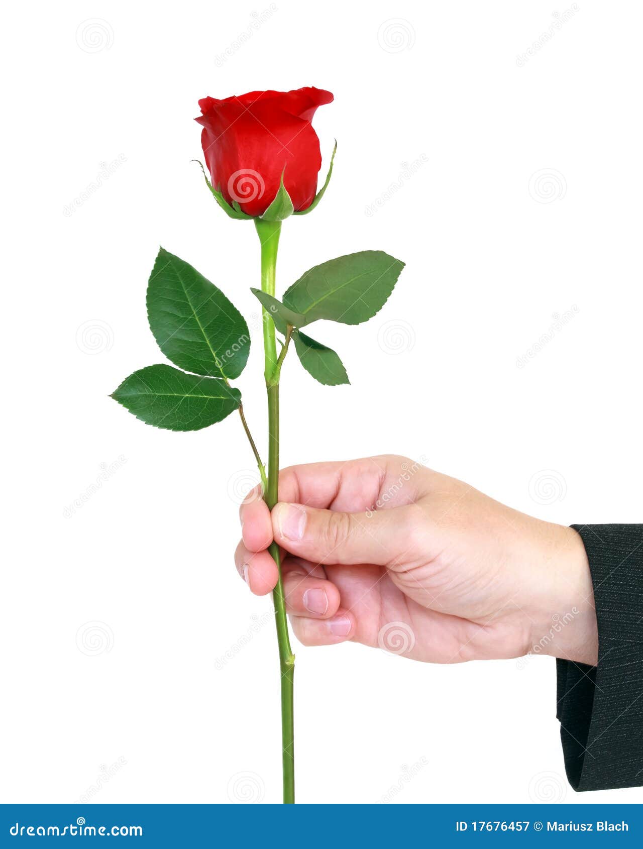 Red rose in hand stock image. Image of finger, dating - 17676457