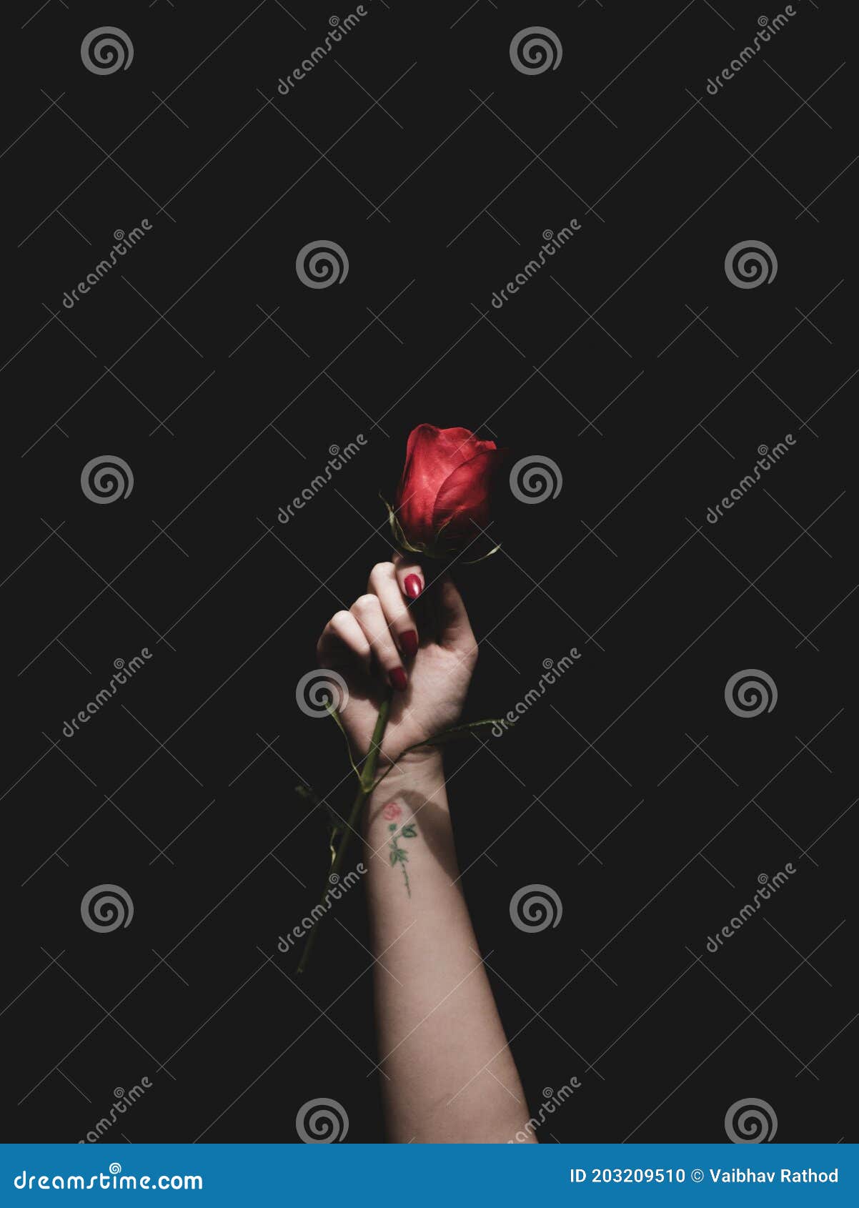 Red rose in hand stock photo. Image of black, photograph - 203209510