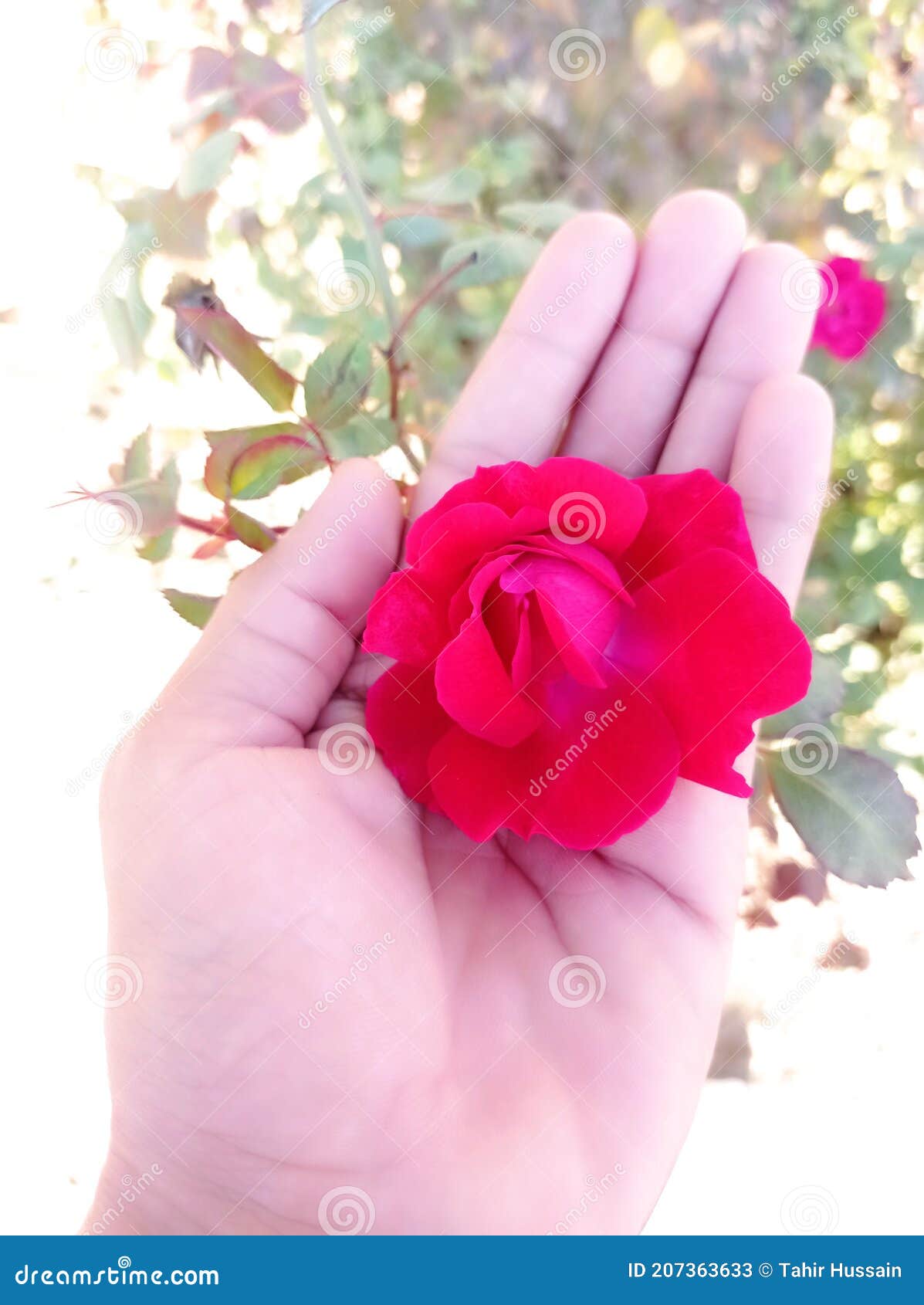 Red Rose in Hand stock image. Image of violet, lavender - 207363633