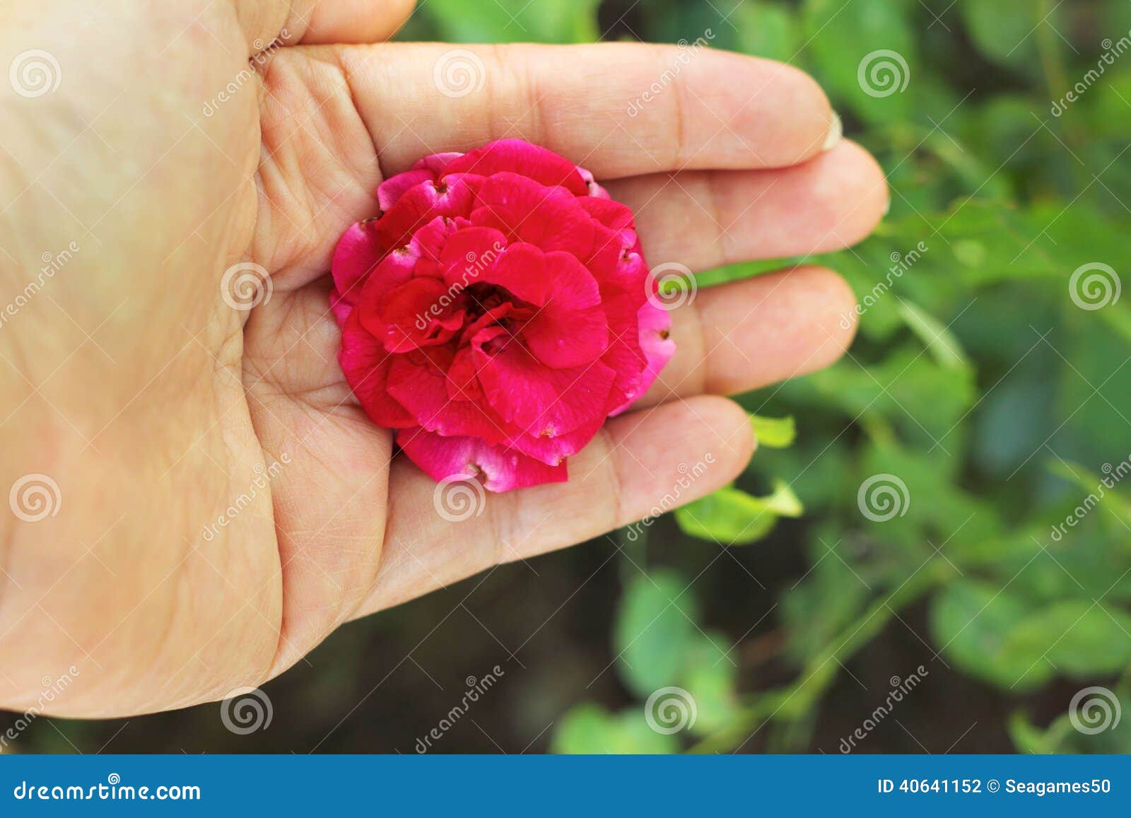Red rose in the hand stock photo. Image of celebration - 40641152