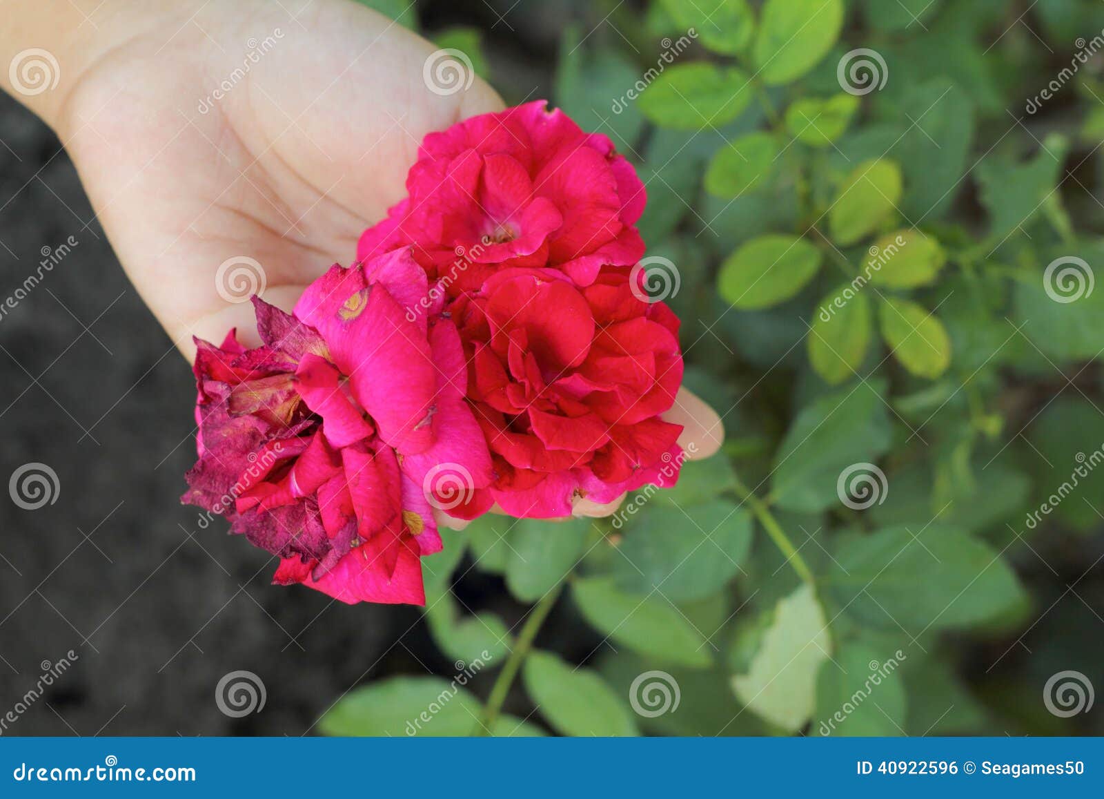 Red rose in the hand stock photo. Image of pattern, hand - 40922596
