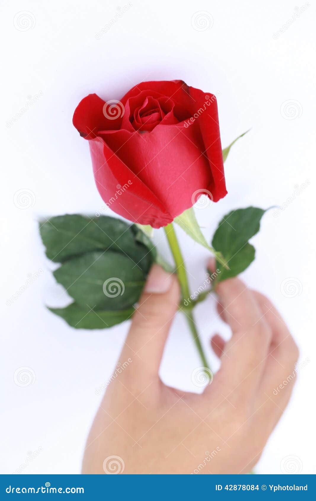 Red rose stock photo. Image of isolate, rose, flower - 42878084