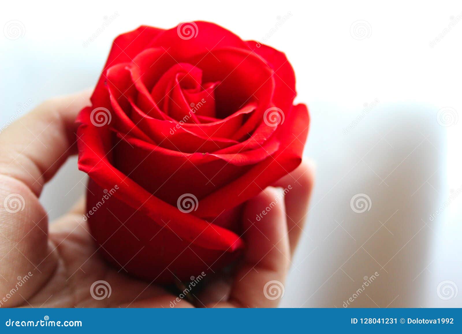Red rose in hand stock image. Image of glade, grows - 128041231
